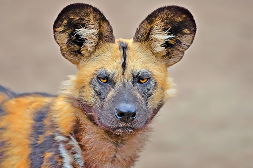 African Wild Dog Face African Wild Dog Face